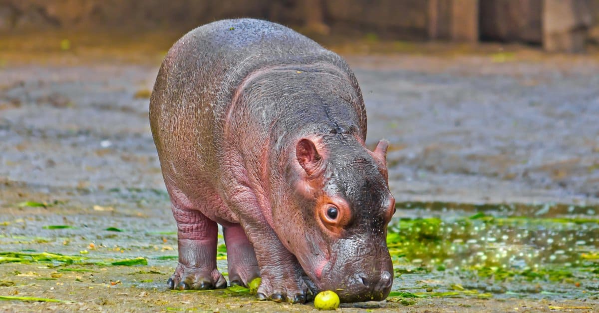 هيا نقرأ أهم المعلومات والحقائق عن فرس النهر Hippopotamus